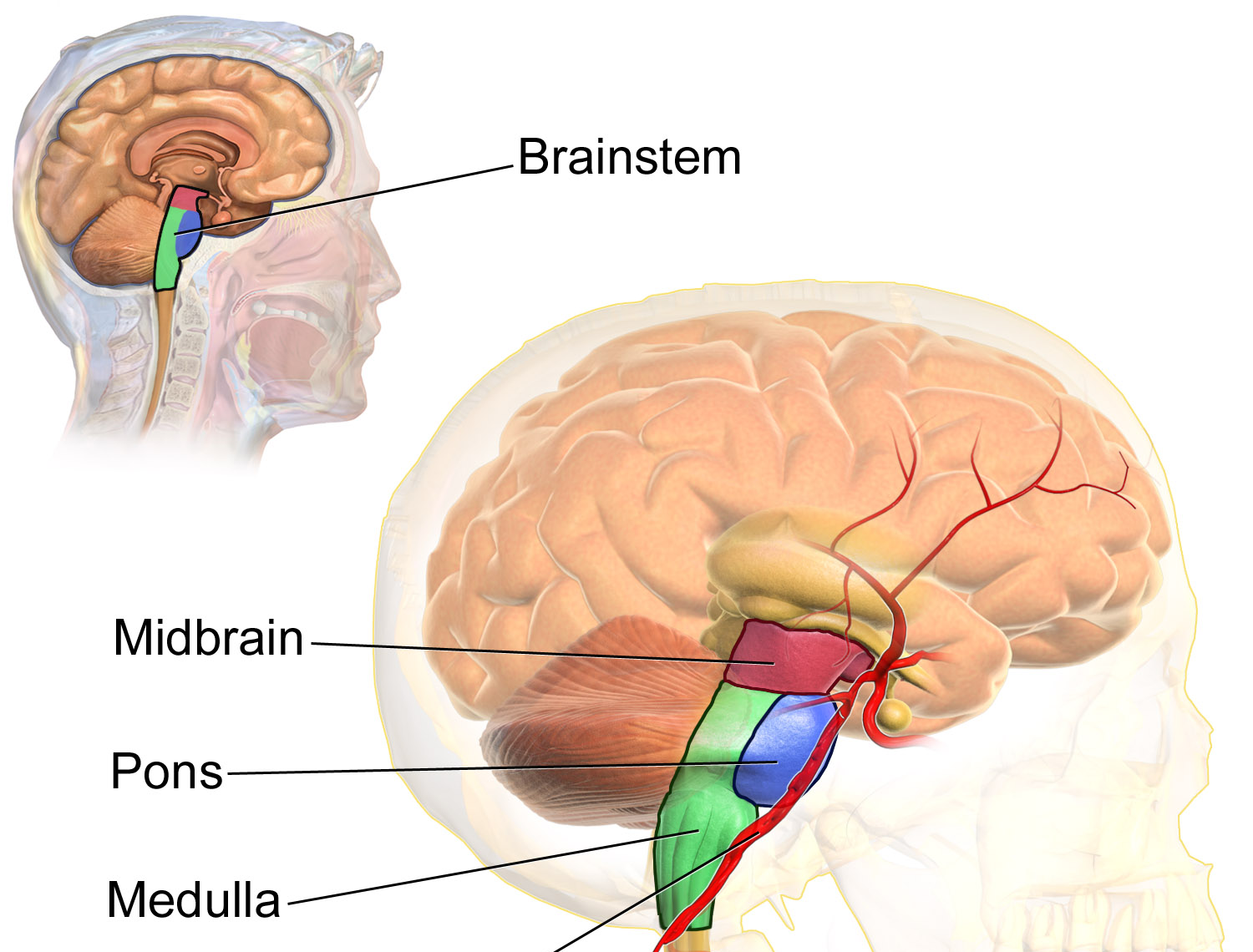 The Hand Model of the Brain Blog #12 - The Big Picture Therapy